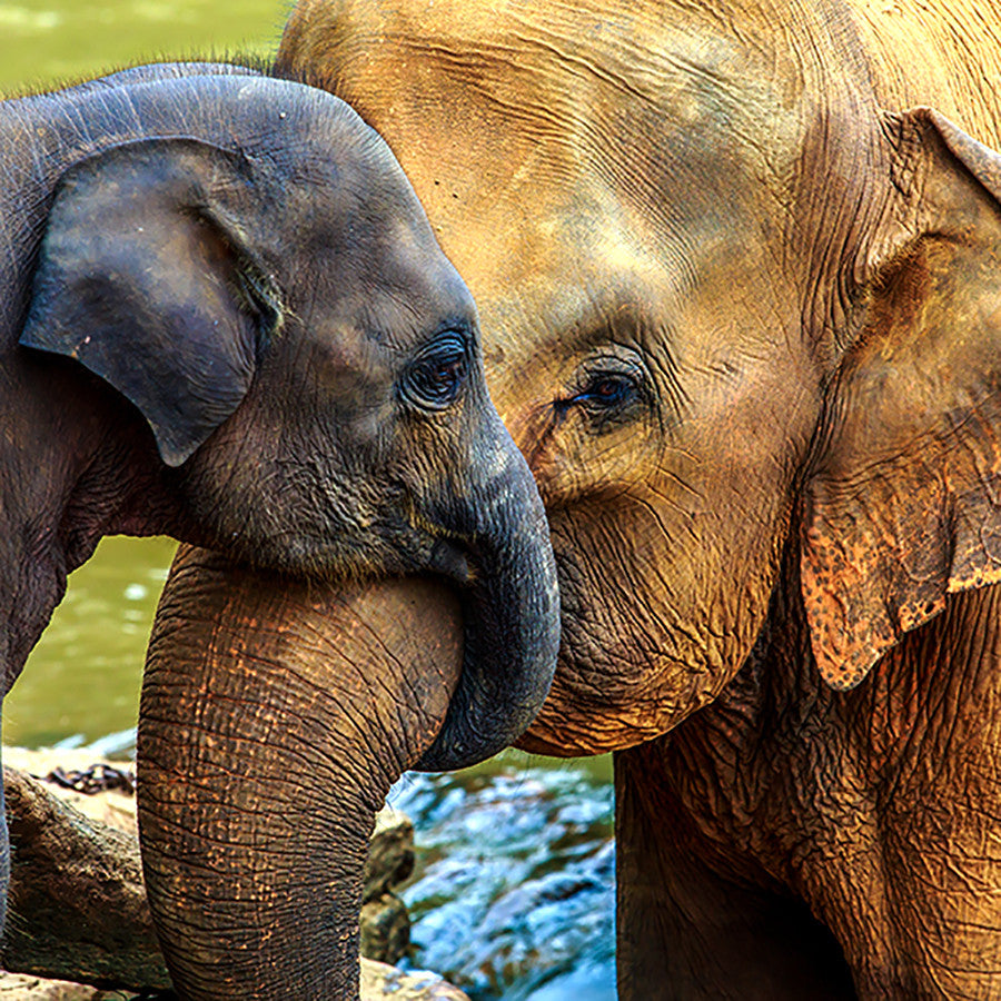 Mysts – Pureheart Alchemy